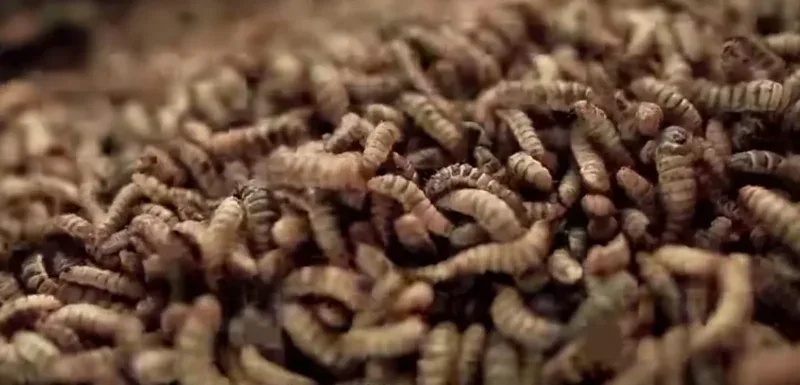 Maggot Potensial jadi Bahan Baku Protein Pakan Ternak - TimLo.id